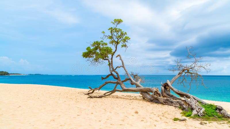 Tree Growing Across the Sand on Tropical Beach Stock Image - Image of ...