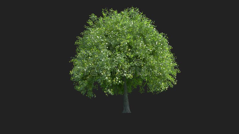 Tree Growing with Alpha Matte, 4K Stock Footage - Video of light ...