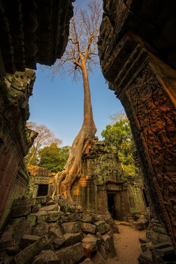 Tree Growing through Angkor Wat Ruins Stock Photo - Image of culture ...