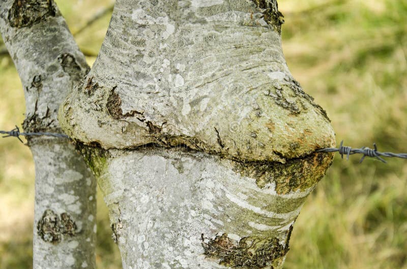 Tree Growing Around Barbed Wire Stock Image - Image of green, outdoors ...