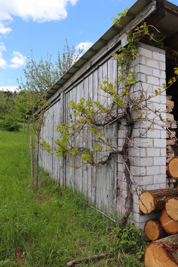 Tree Growing on a Barn in Germany Stock Image - Image of bloom ...