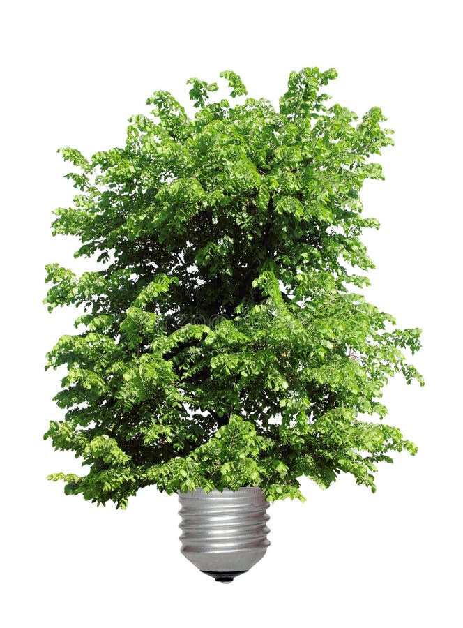 Tree Growing from the Base of the Light Bulb Stock Image - Image of ...