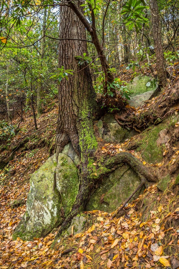 Tree growing on a boulder stock image. Image of fallen - 232413045