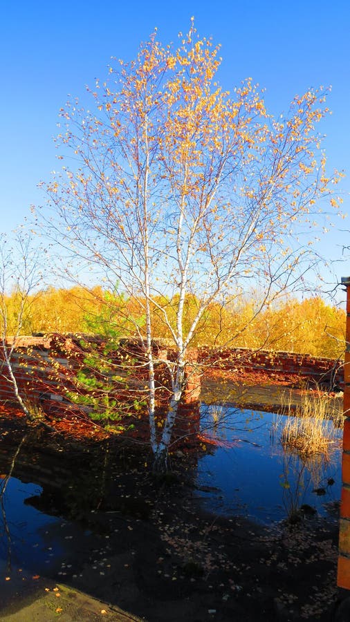 Tree Growing on a Building in the Chernobyl Exclusion Zone in Belarus ...