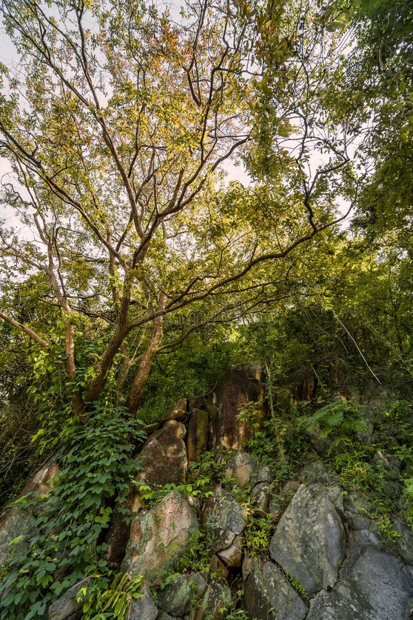 Tree growing on the cliff stock image. Image of beautiful - 231663949