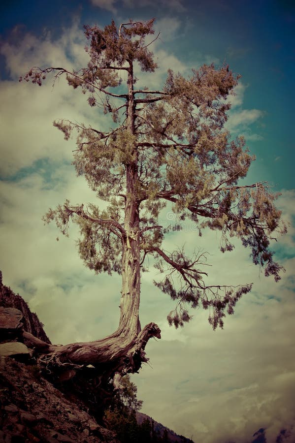 Tree Growing on the Cliff Rock Stock Image - Image of blue, evergreen ...