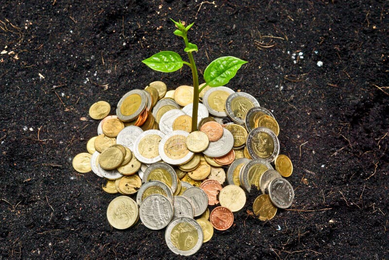 Tree growing on coins stock image. Image of friendly - 35691465