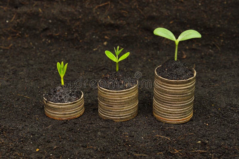 Tree growing on coins stock image. Image of background - 39827475