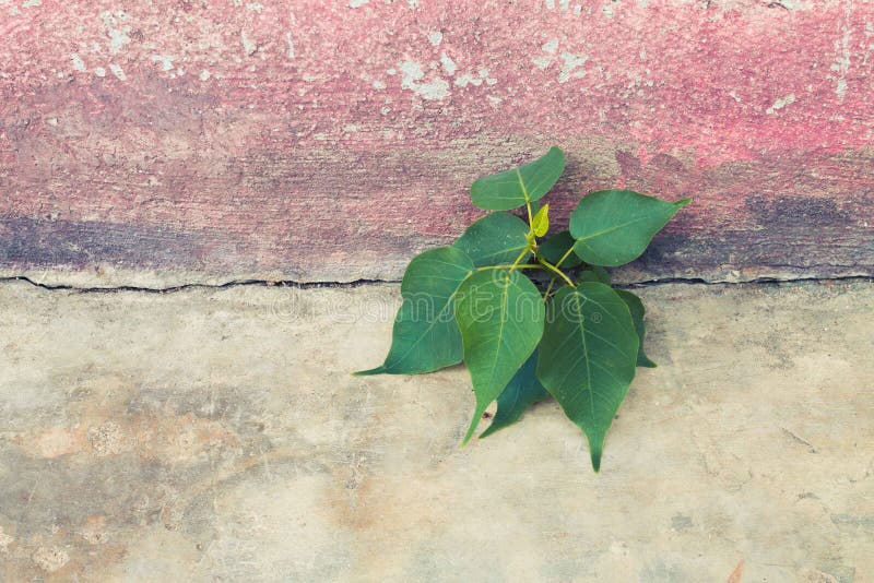 Tree growing in concrete stock photo. Image of concept - 54399560