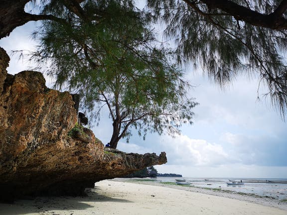 Tree Growing on the Coral Reef Stock Photo - Image of growing, reef ...