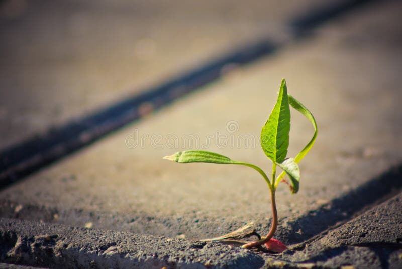 Tree Growing Through Crack In Pavement Stock Image - Image of broken ...