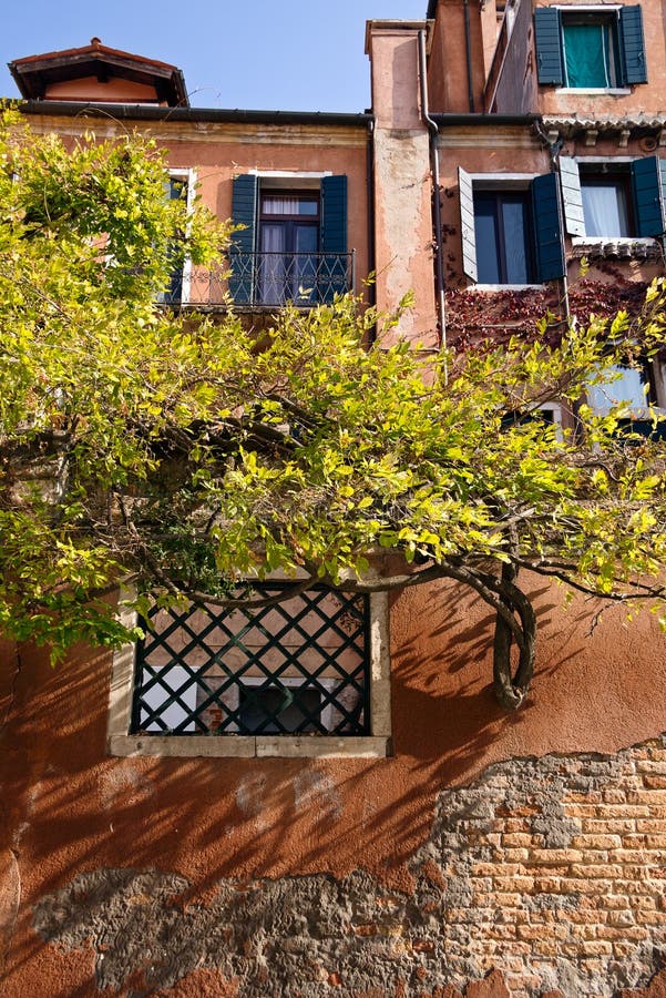 Tree Growing through Cracked Wall Near House. Stock Photo - Image of ...