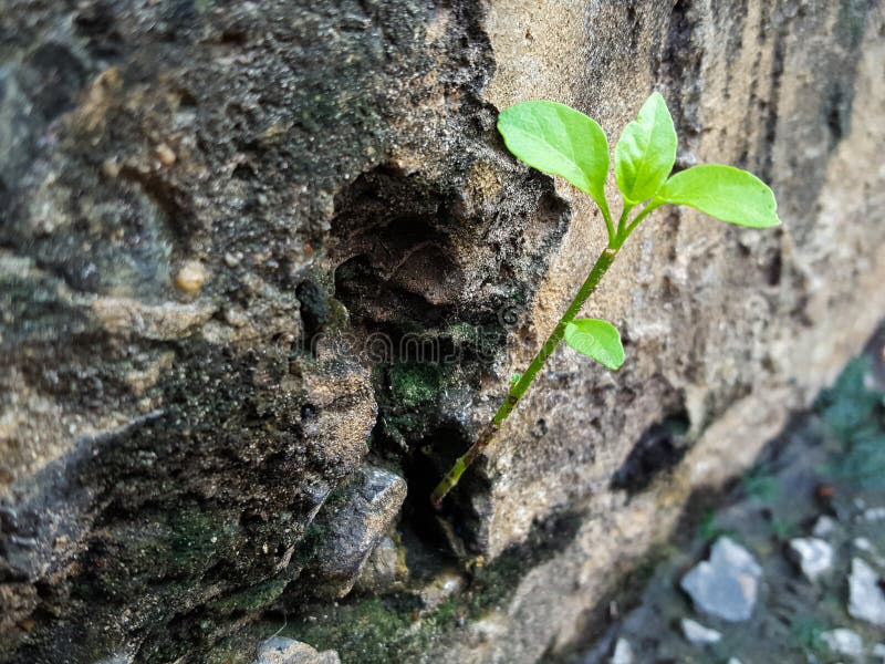 Tree Growing through Cracked Wall Stock Photo - Image of breakthrough ...