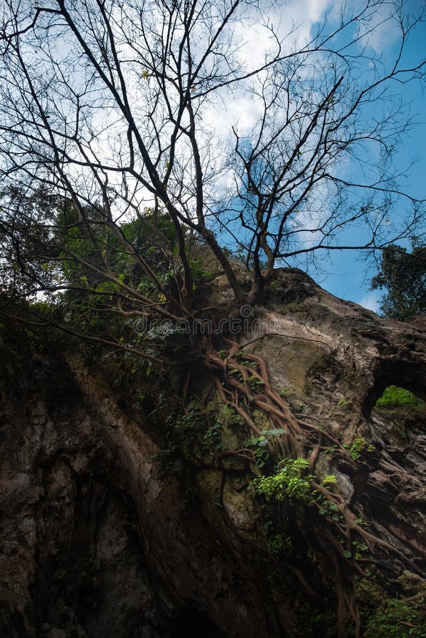 Tree Growing by Creeping on the Wall Edge of Karst Rock Cliff with ...