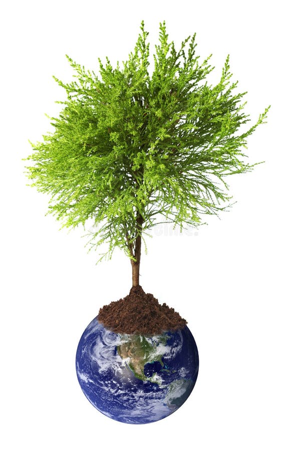 Tree growing from earth stock image. Image of earth, grow - 8481435