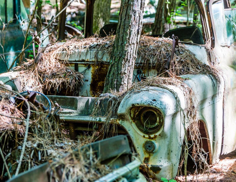 Tree Growing through Engine Compartment Stock Image - Image of ...