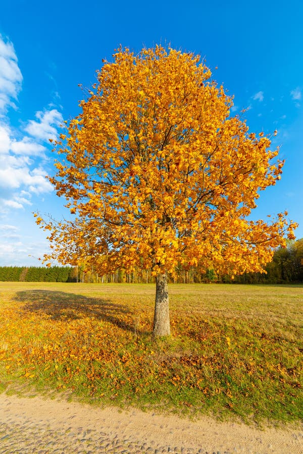 A Tree Growing in a Field in an Autumn Season Stock Photo - Image of ...