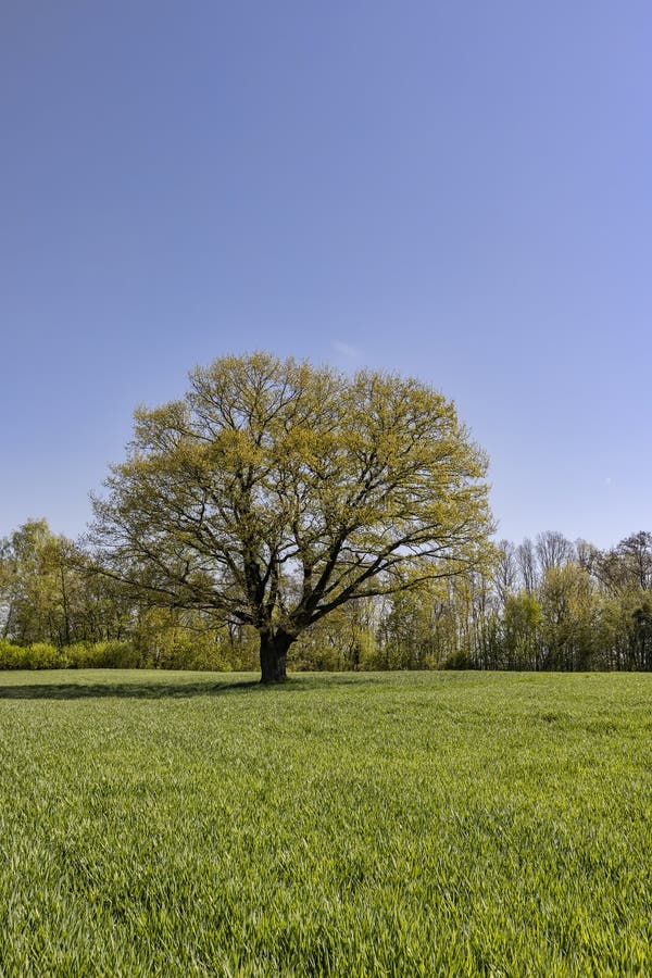 A Tree Growing in a Field with Green Wheat Stock Image - Image of ...