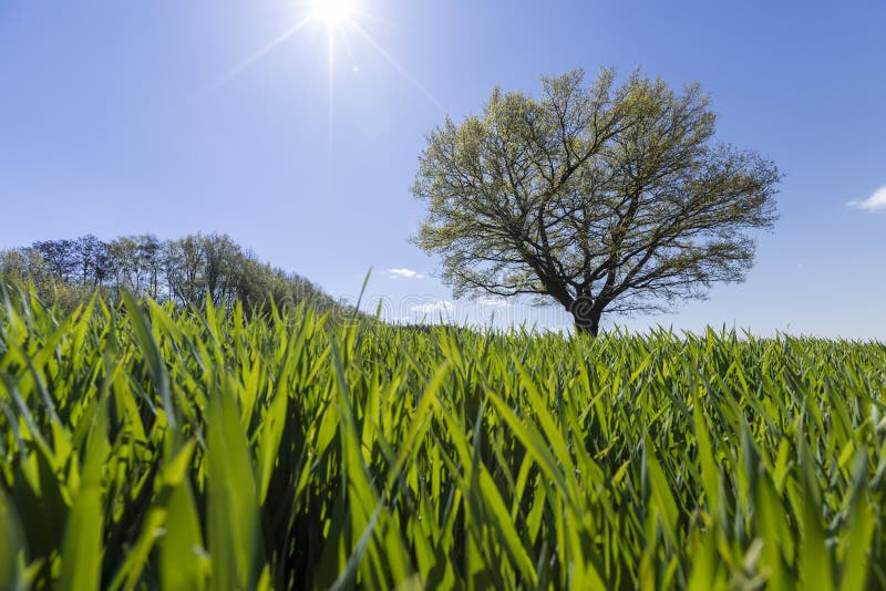 A Tree Growing in a Field with Green Wheat Stock Photo - Image of green ...