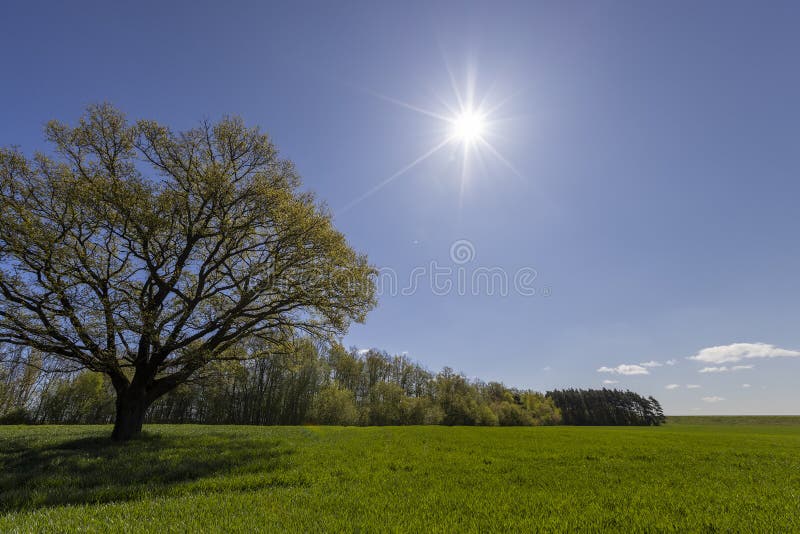 A Tree Growing in a Field with Green Wheat Stock Image - Image of ...