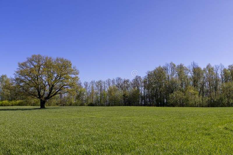 A Tree Growing in a Field with Green Wheat Stock Image - Image of tall ...