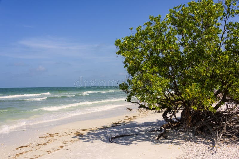 Tree Growing on Florida Beach Stock Photo - Image of holiday, island ...