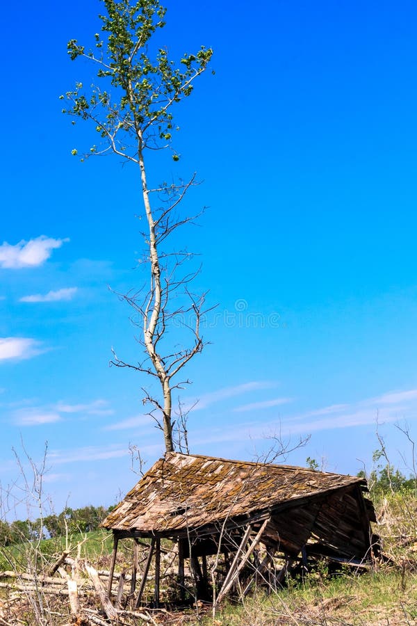 A Tree is Growing in Front of a Dilapidated Shack Stock Image - Image ...
