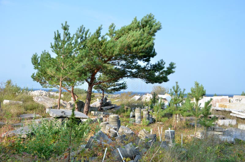 Tree Growing between Garbage Stock Photo - Image of outdoors, blue ...