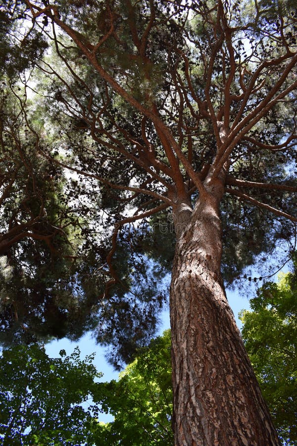 Palm stock image. Image of spring, pine, palm, garden - 101204427