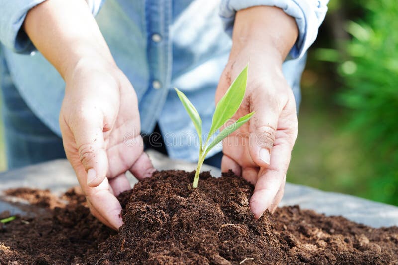 Tree Growing with Hand, Eco Earth Day, Save World, Save Earth, Go Green ...