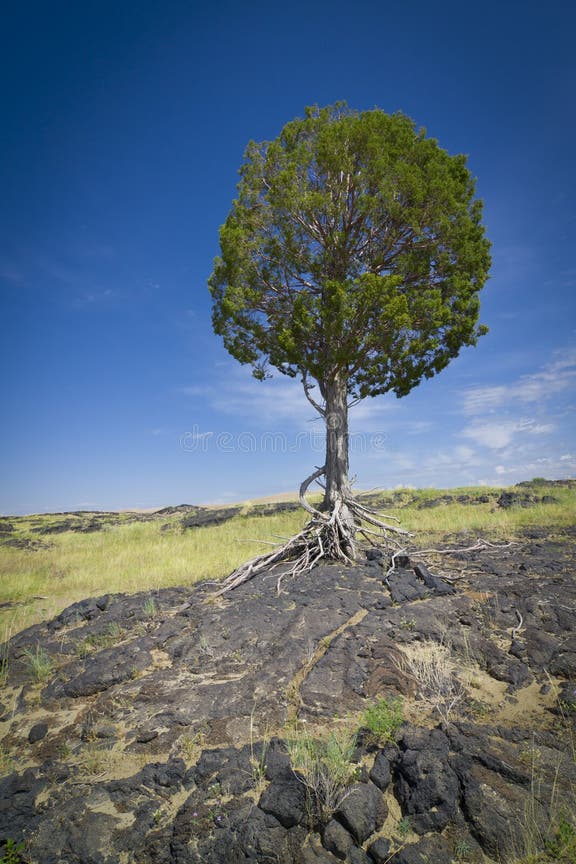 563 Tree Growing Out Rock Stock Photos - Free & Royalty-Free Stock ...