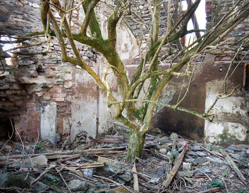 Tree Growing Inside Old Building Ruins. UK. Stock Image - Image of ...
