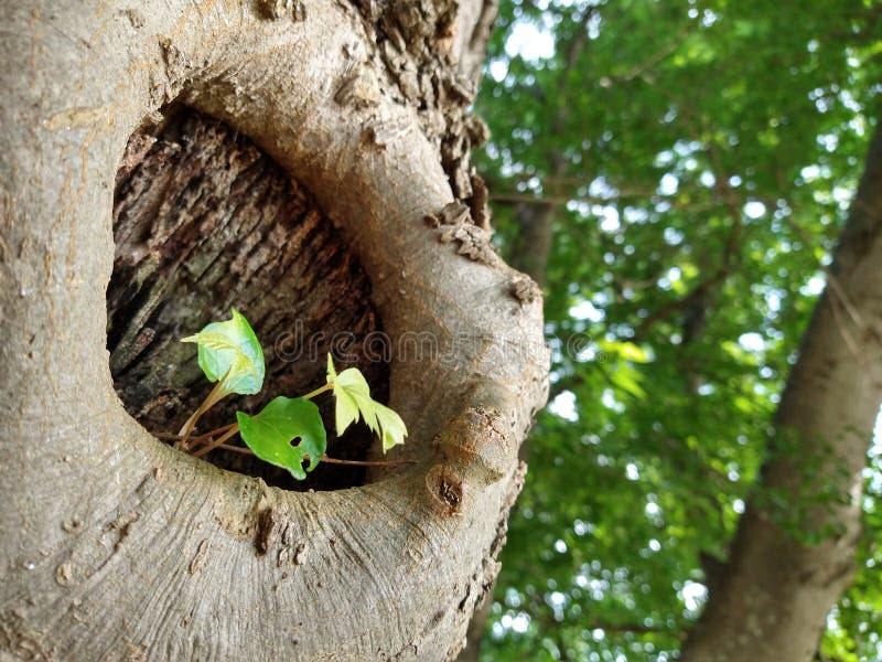 Tree Growing Inside of Tree Stock Photo - Image of plant, soil: 187038246