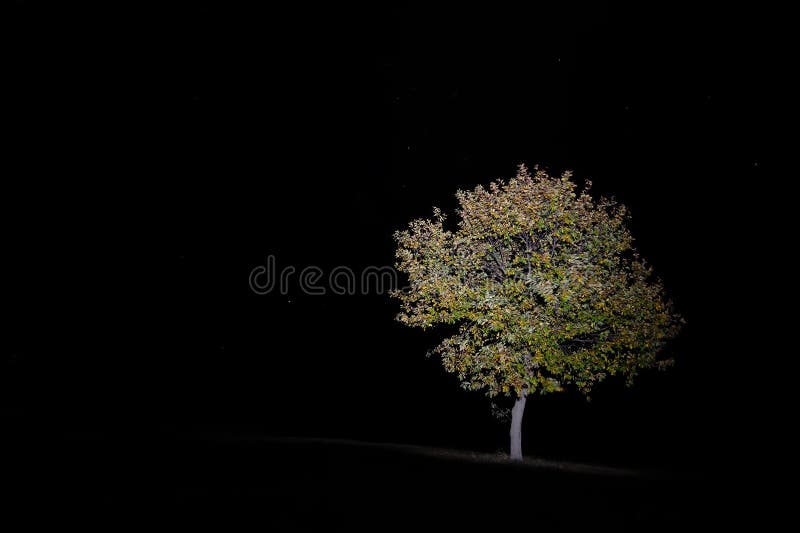 Tree Growing Int the Grass Plane during Night Stock Image - Image of ...
