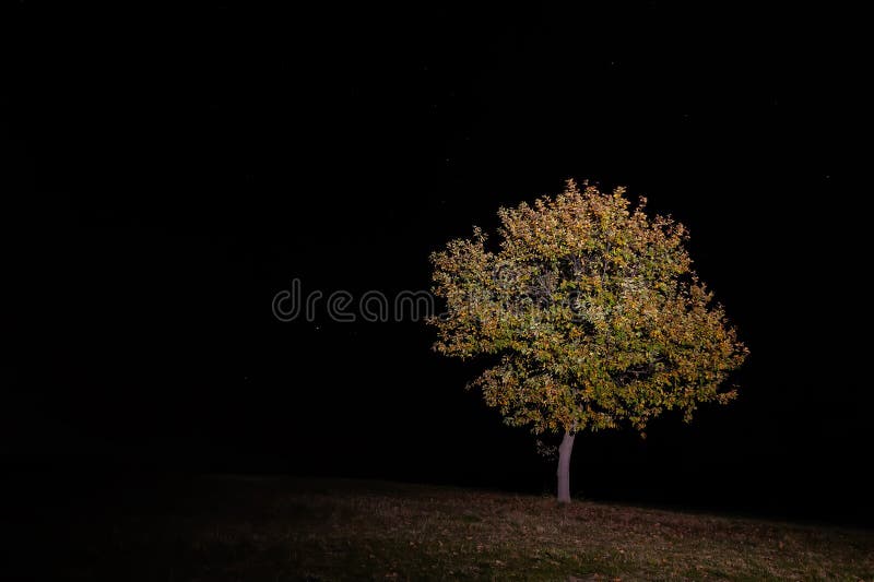Tree Growing Int the Grass Plane during Night Stock Photo - Image of ...