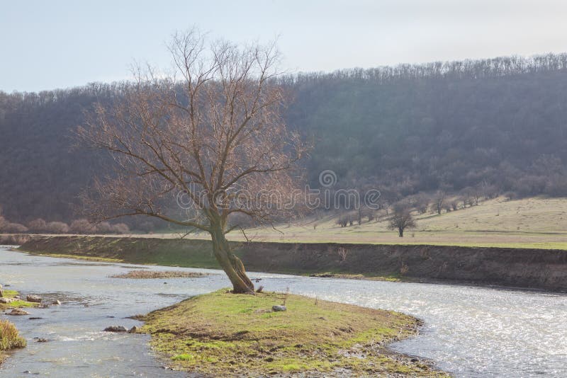 Tree growing on island stock image. Image of ecology - 83415859