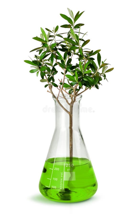 Tree Growing in Laboratory Test Beaker Stock Image - Image of scientist ...