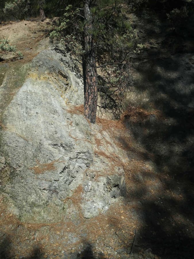 Pine Tree Growing in a Boulder Stock Image - Image of nature, tree ...
