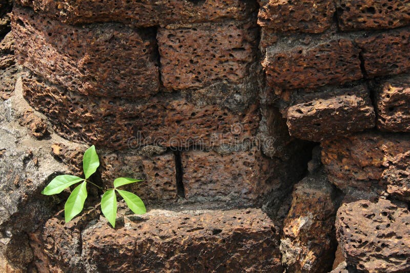 Tree Growing in Laterite Crevice Stock Image - Image of brown, laterite ...