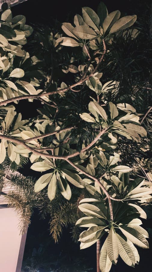 Tree stock image. Image of night, growing, like, tree - 283643531