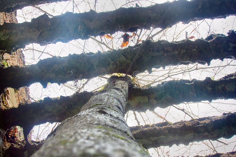 Tree Growing through Massive Concrete Grid Stock Photo - Image of ...
