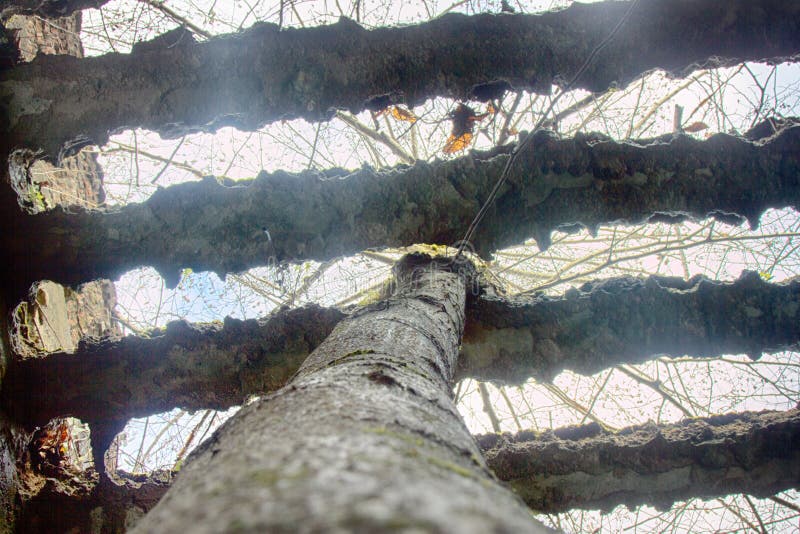 Tree Growing through Massive Concrete Grid Stock Image - Image of cage ...