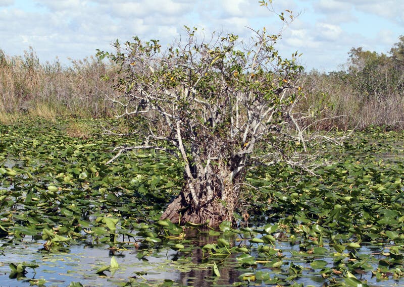 A Tree Growing in the Middle of a Pond Stock Photo - Image of waterway ...