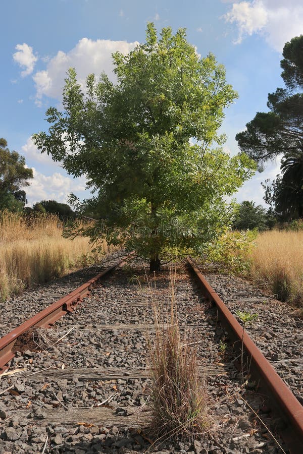 A Tree Growing in the Middle of an Unused Railway Track Stock Photo ...