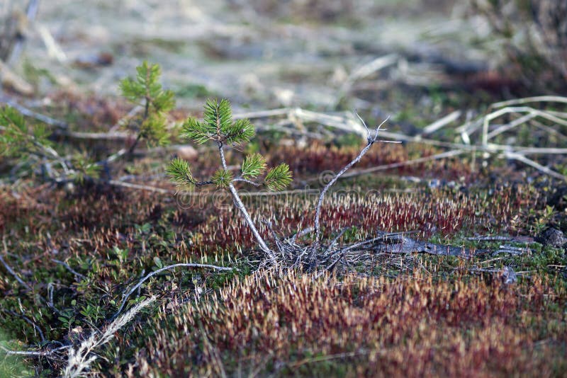 Tree Growing from Moss Sprout in the Forest. Stock Photo - Image of ...