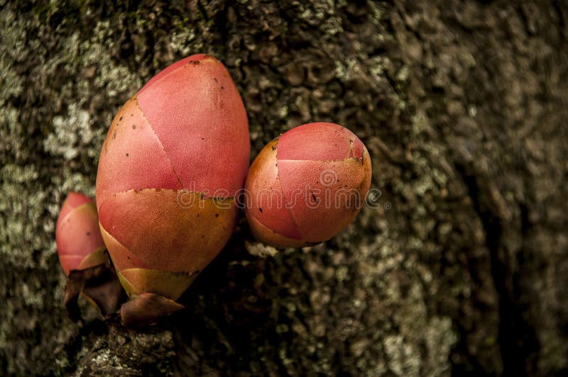 Picture of a Growing Nature in a Tree Stock Image - Image of nature ...