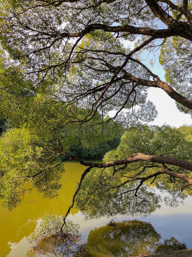 Tree growing near the pond stock photo. Image of picturesque - 245144862