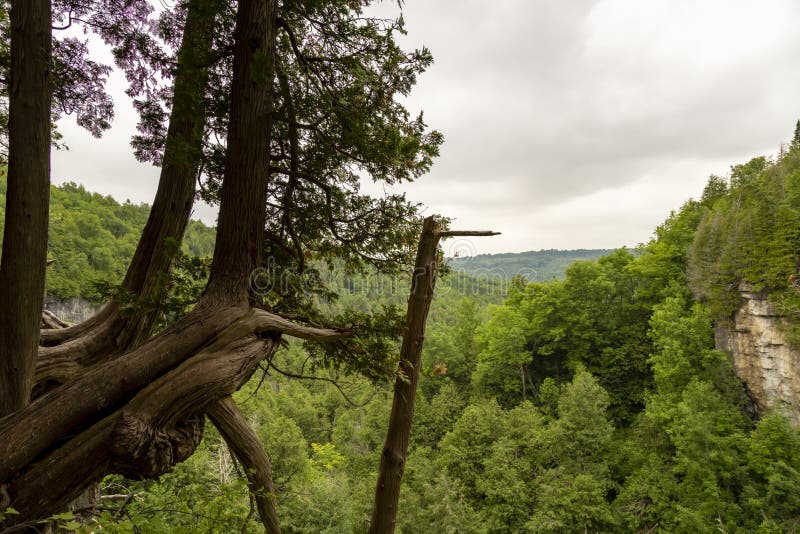 Tree growing off the cliff stock photo. Image of dawn - 206819106