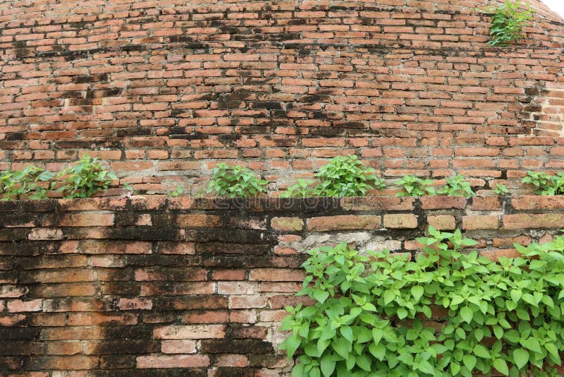 Tree Growing on Old Brick Wall Images for Nature Backgrounds Selectable ...