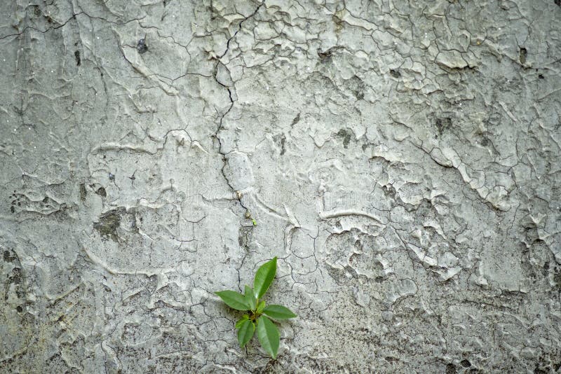 Tree Growing through Crack in Concrete Wall. Stock Image - Image of ...